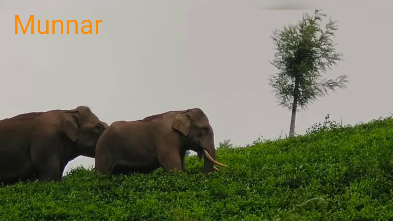 Wild elephant in munnar. Padayappa - YouTube