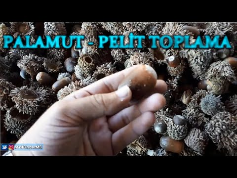 Meşe Palamudu Toplama İşi - Demirci / Manisa