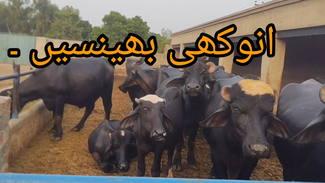 Unique collection||Gujjar Dairy Farm ||Pure Pakistani Ravi Buffalo ...