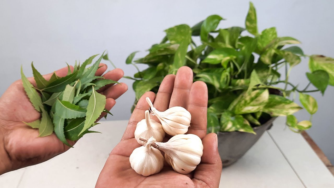 Organic Neem pesticide making at home|Best natural pesticide from neem ...