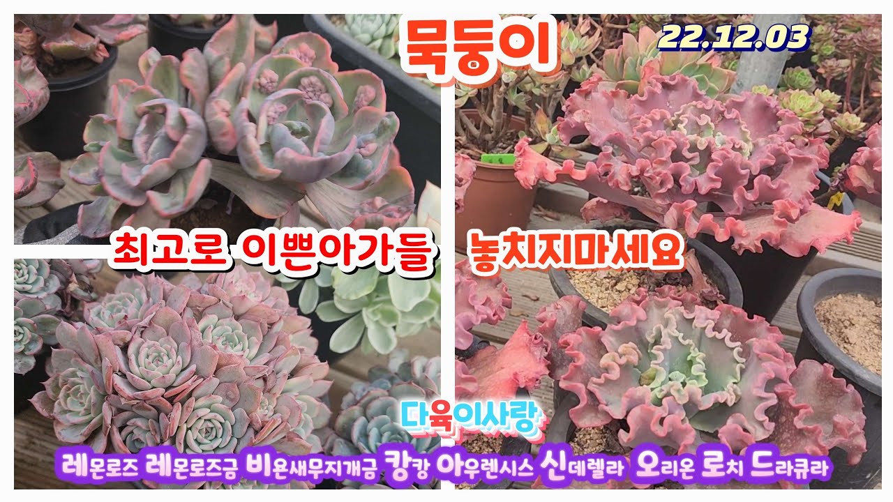 다육이사랑2탄최고로 이쁜아가들 수두룩💕문가드니스금가격정정 2만5천원아우렌시스레몬로즈비욘새무지개금군생웨스트레인보우 착하게오리온로치드라큐라온슬로우캉캉