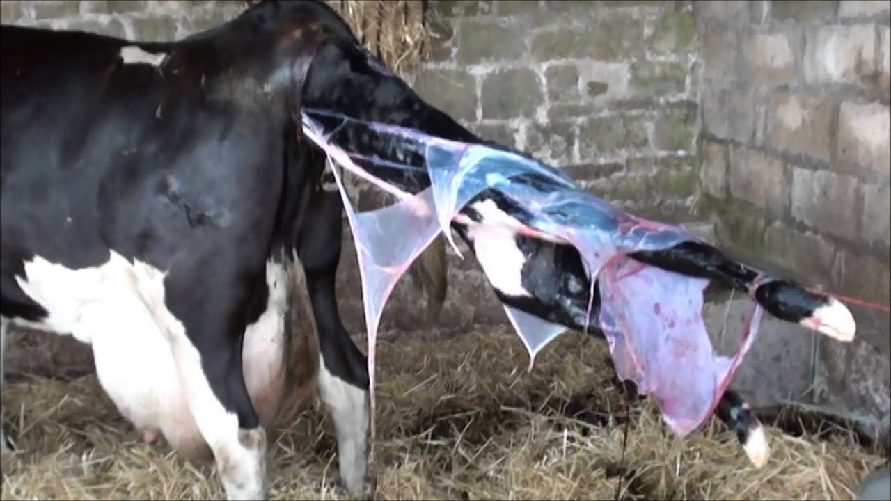 difficult calving - YouTube