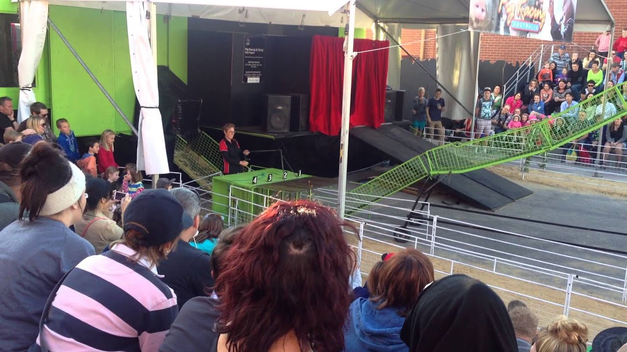 Pig racing royal adelaide show - YouTube