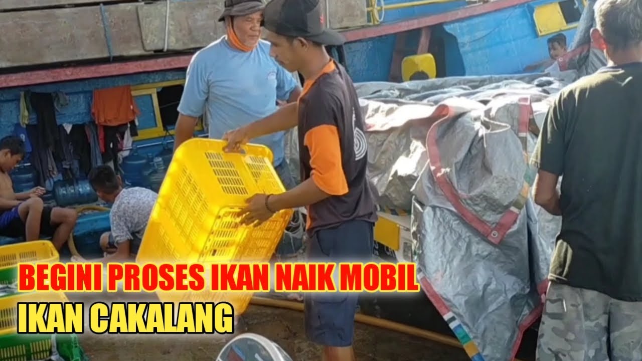 BEGINI PROSES IKAN NAIK MOBIL ️ BONGKAR IKAN DARI KAPAL KM KEMILAU ...