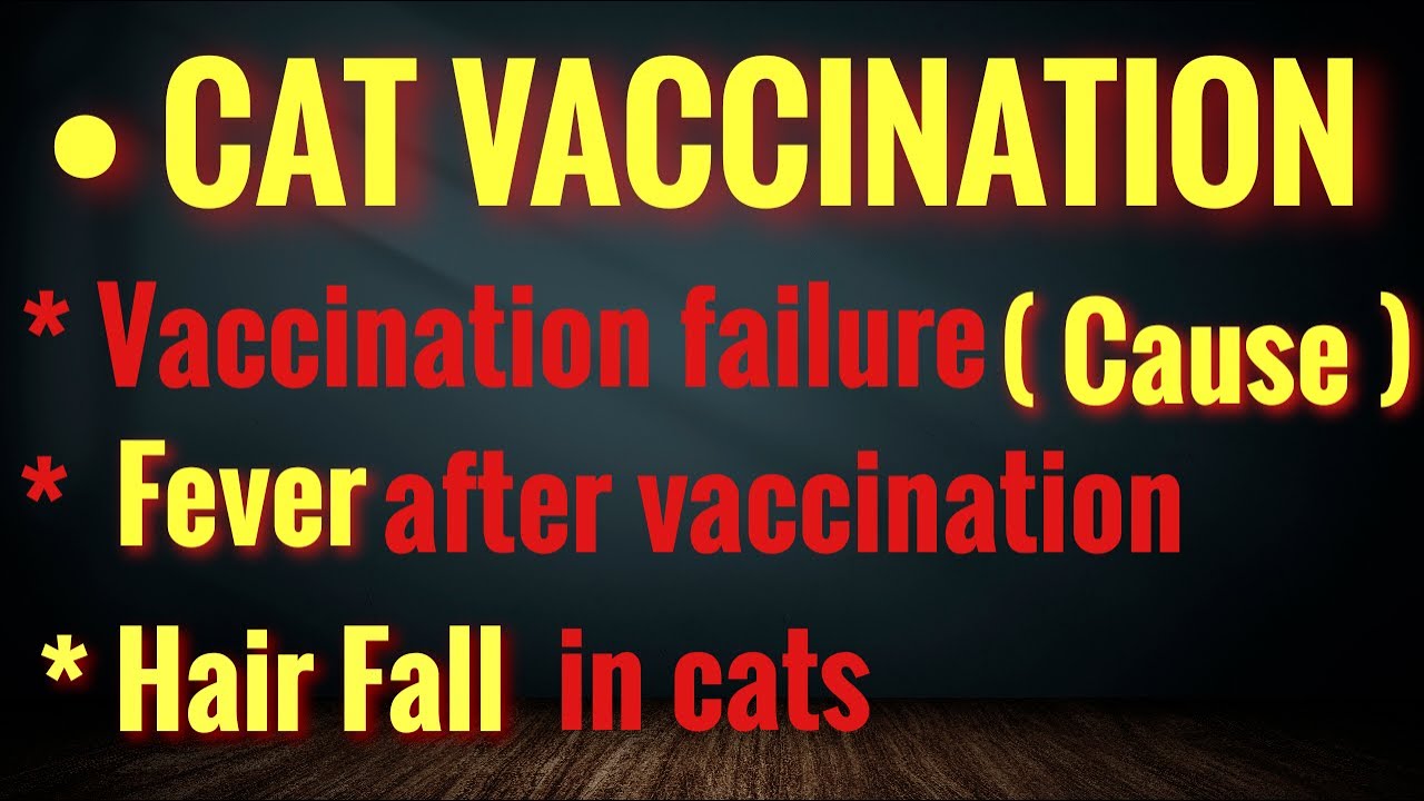 Cat vaccination schedule and types | kitten vaccination| All about cat ...