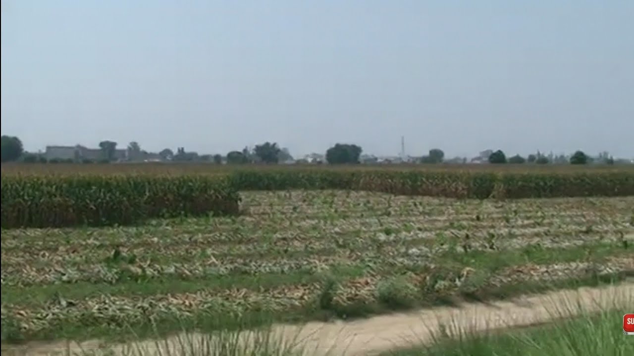 Zero budget farming, Organic farming - YouTube