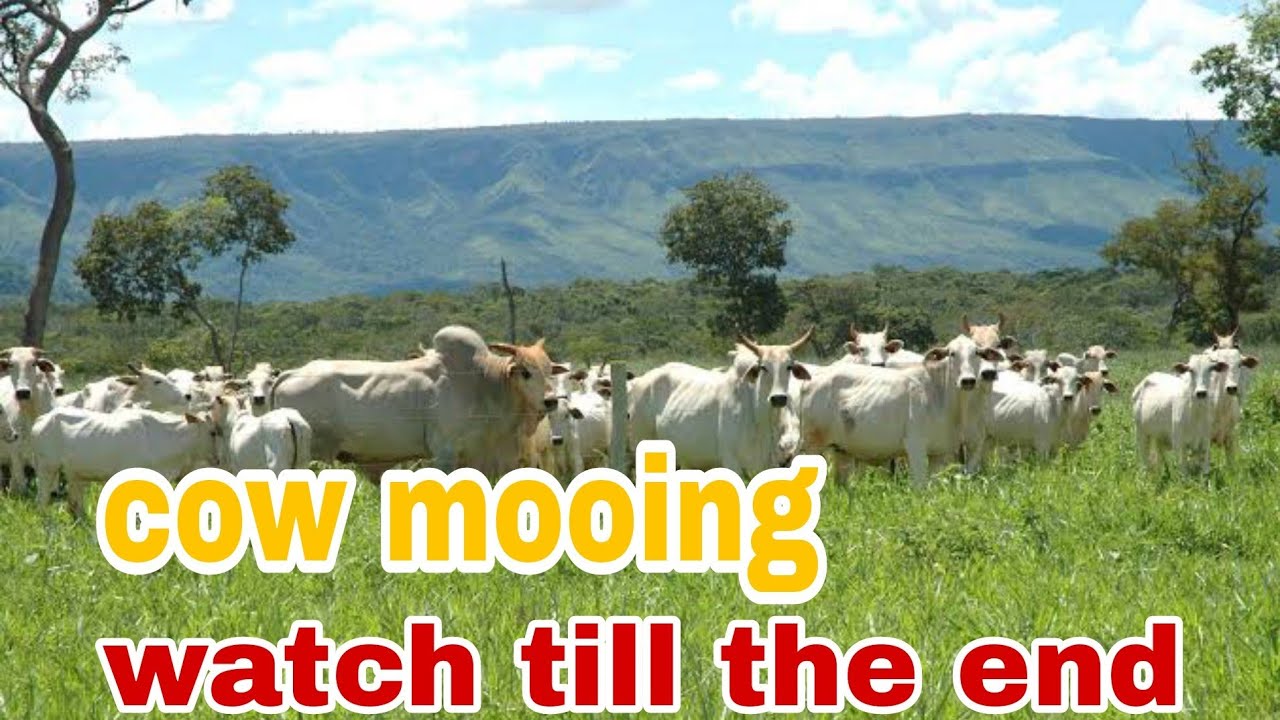 cow mooing and eating | cow sound cow video cow cute mooing - YouTube