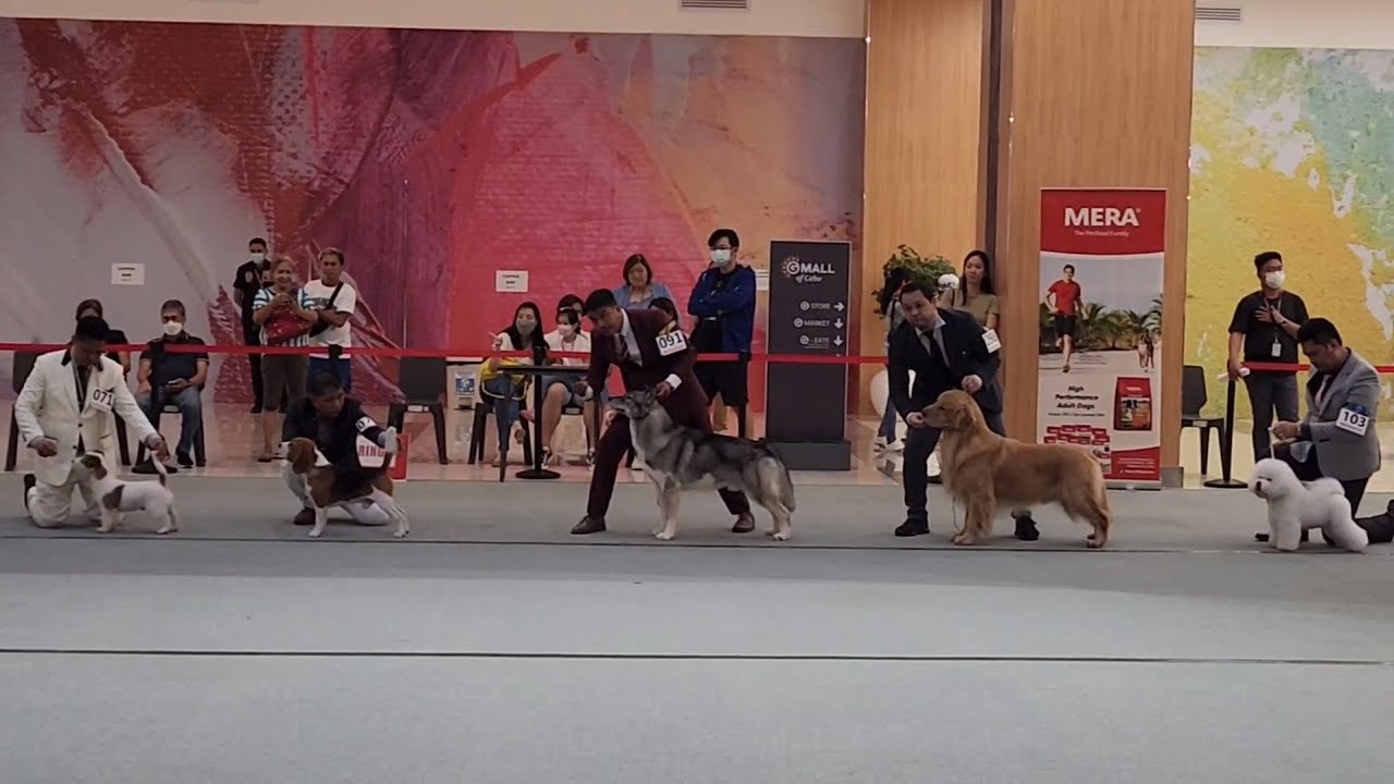 AGOUTI Husky joins BEST IN SHOW Competition in a PCCI Dog Show - YouTube