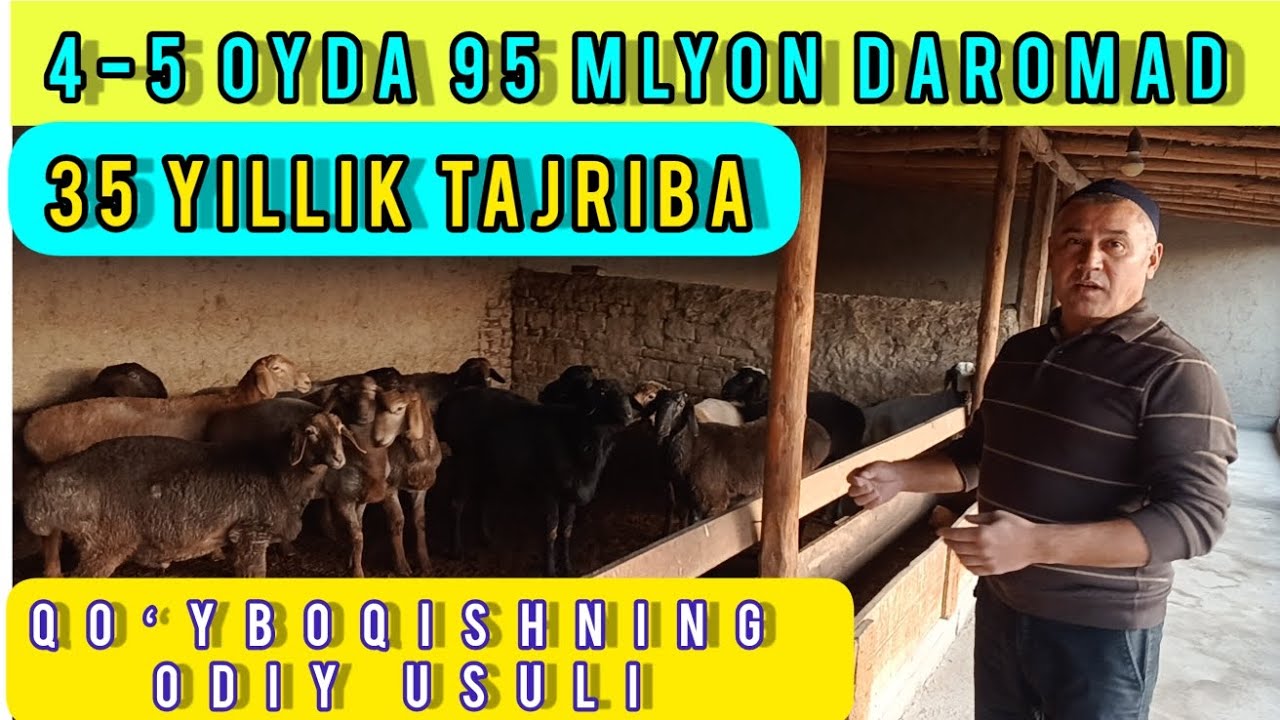 QOʻY BOQISHNING ODIY USULI 4-5 OYDA 95 MLN.DAROMAD 35 YILLIK TAJRIBA ...