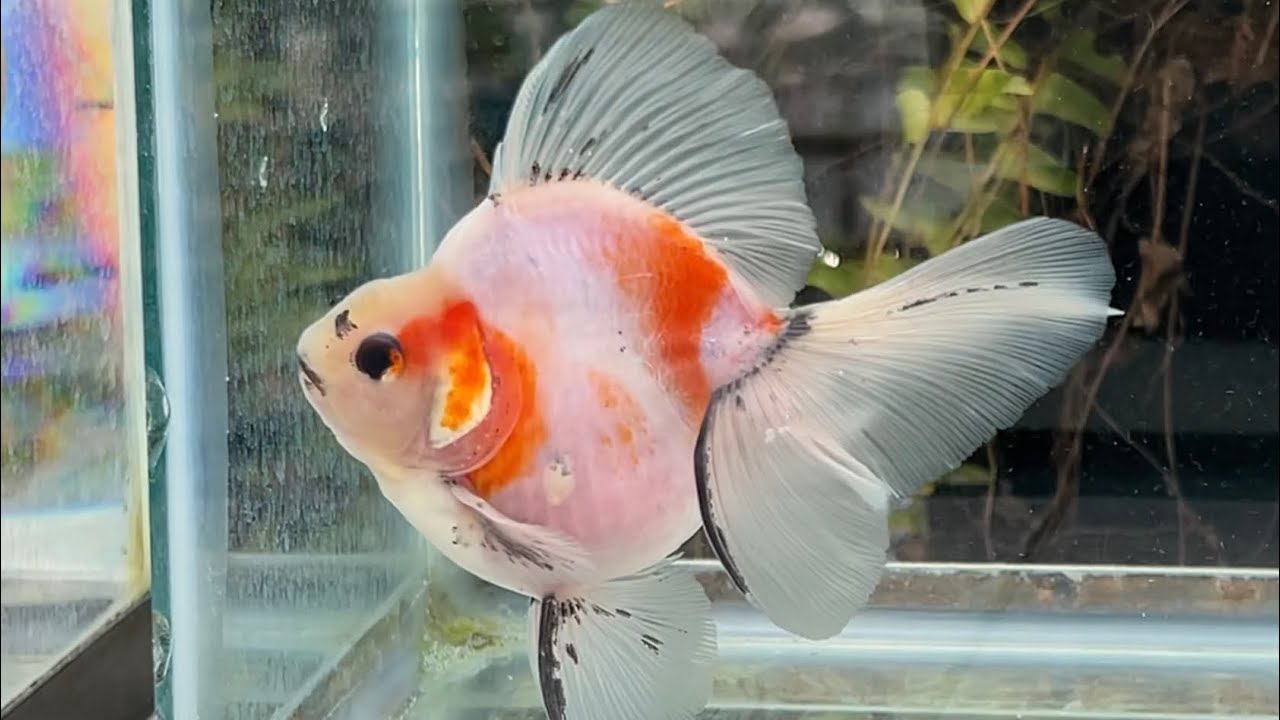 10975 male Tri-color broadtail Ryukin - YouTube