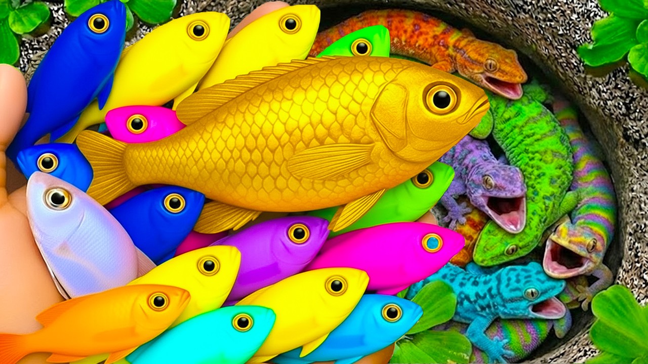 Catch beautiful aquarium fish in small pond baby turtles, clown fish ...