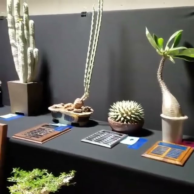 34th Annual Inter City Cactus & Succulent Show Trophy Table Spectacular ...