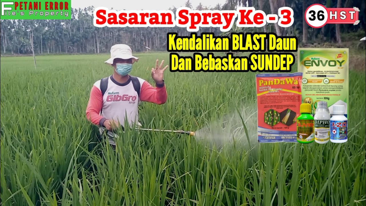 36 HST‼️ Spray Ke - 3 : Pengendalian Blast Daun Dan Pencegahan Hama ...