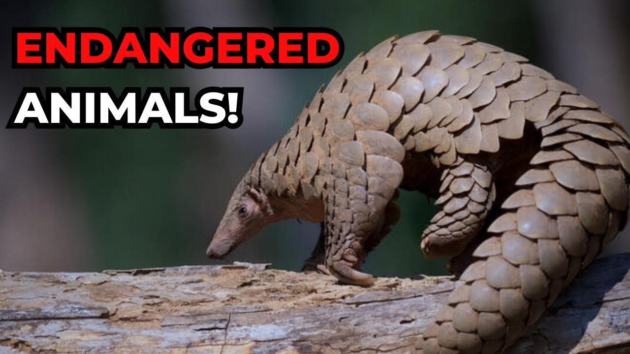 Critically Endangered Animals Around The World (Nearly Extinct Animals ...