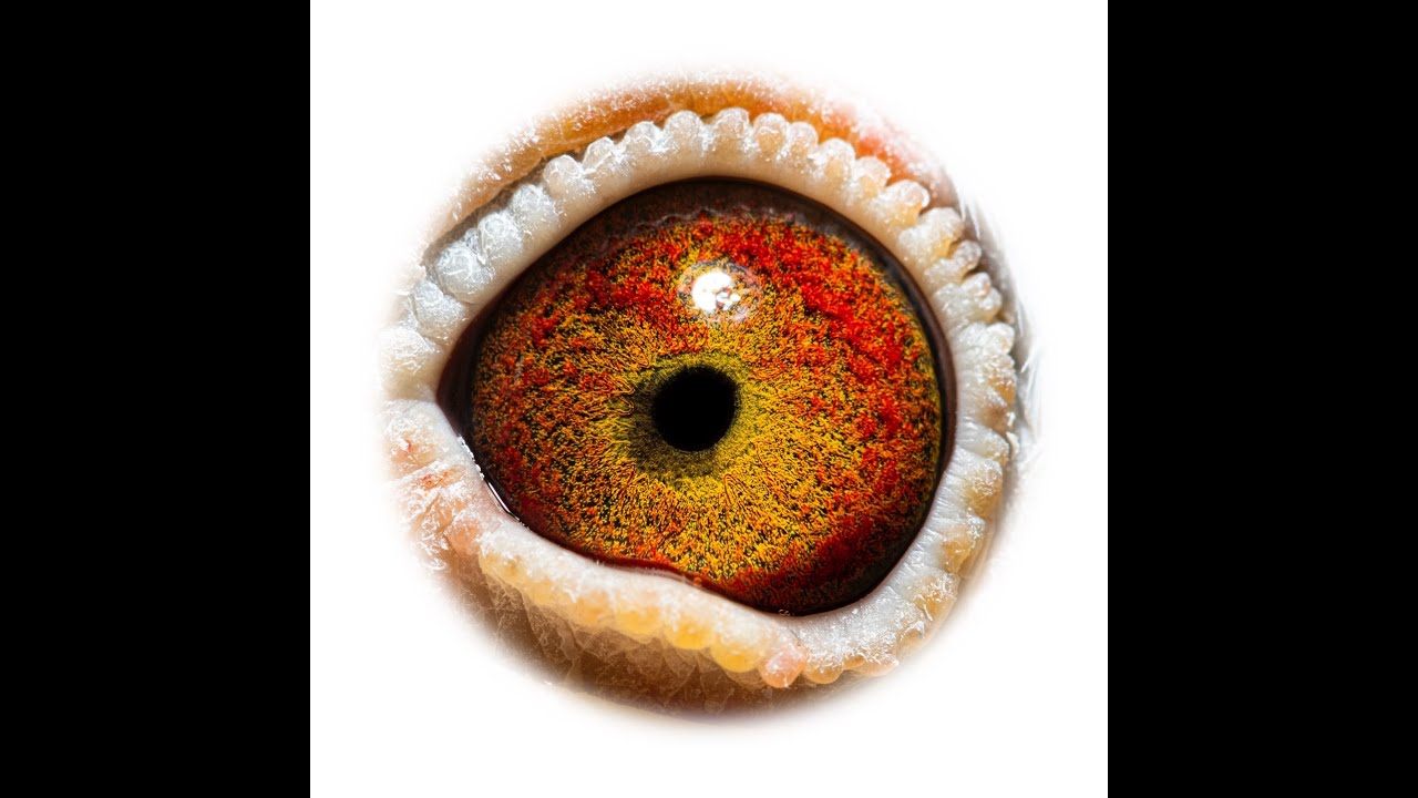 The Importance of eyesign how to read a pigeons eye part 3 - YouTube