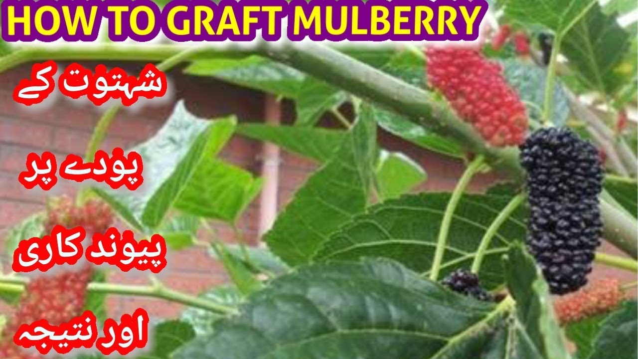 How To Graft Mulberry Tree Into Hybrid Mulberries In 2020 - YouTube