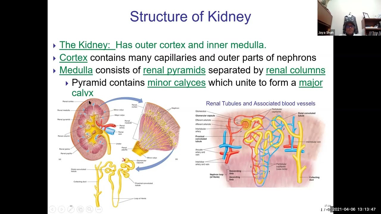 Chapter 17 Physiology of the Kidneys Part 1 - YouTube