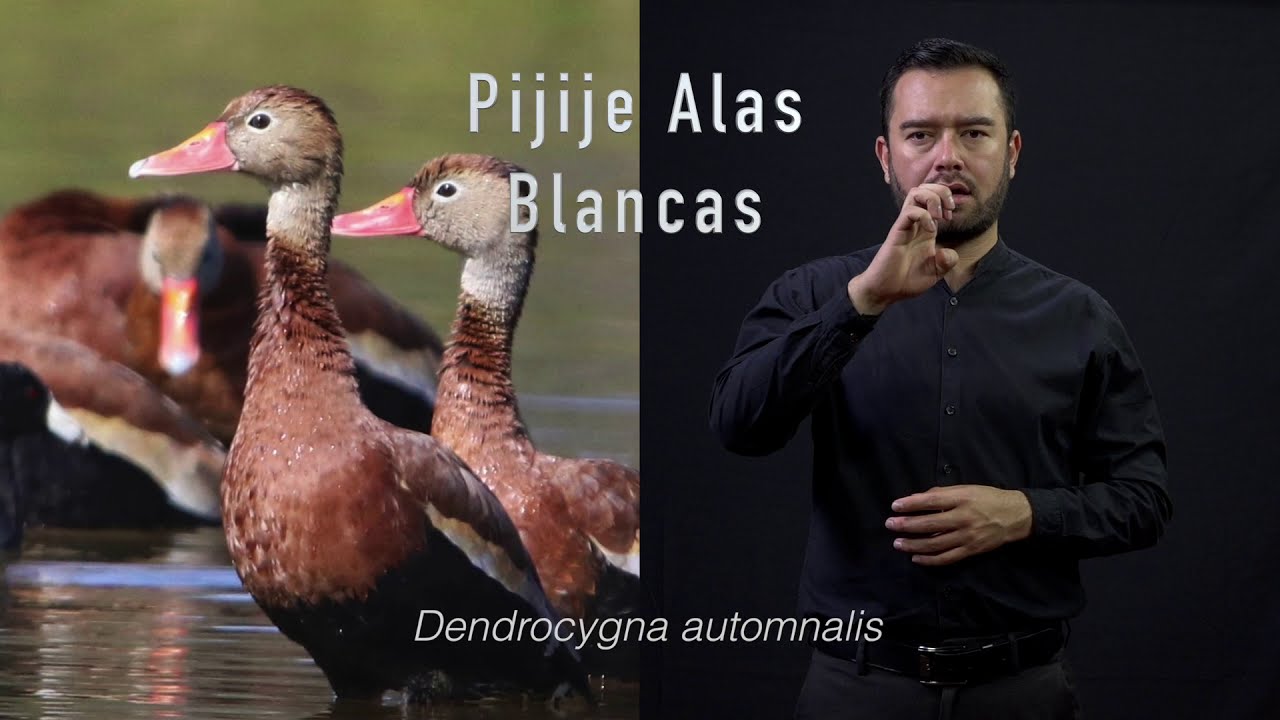 Pijije Alas Blancas | ZAVES - YouTube