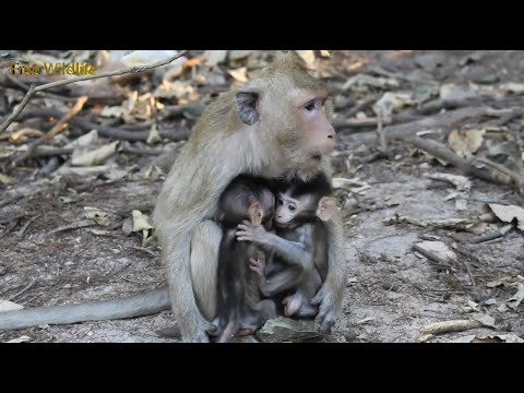 Wow.. Moy and Pee Are Smart_ Funny Baby Monkeys Video