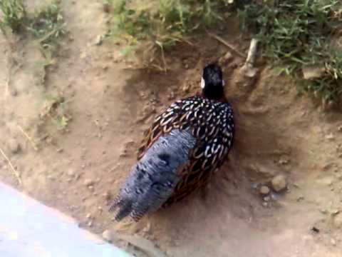 kala titer(black farcolin) - YouTube