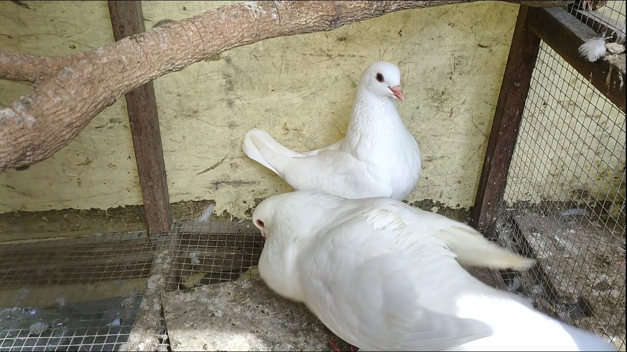 Merpati King Putih Jumbo, Sepasang, Telur Merpati, Suara Merpati - YouTube