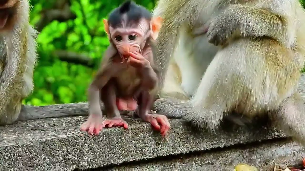 🔴LIVE: So Intense! Newborn Monkey Tries to Stay Safe by Holding Onto ...
