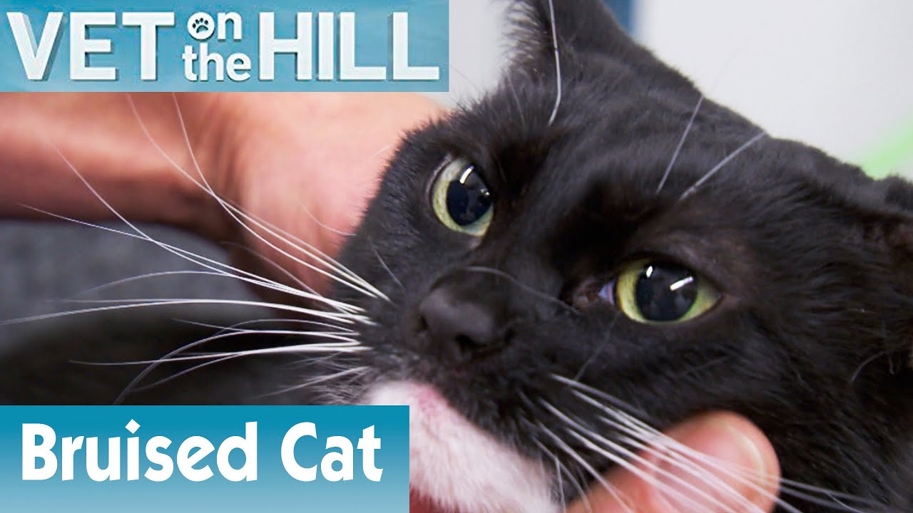 🐱 Bruised Cat Is Lost | FULL EPISODE | S02E01 | Vet On The Hill - YouTube