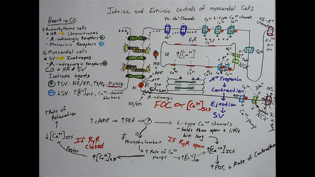 Intrinsic and Extrinsic Controls of Myocardial Cells - YouTube