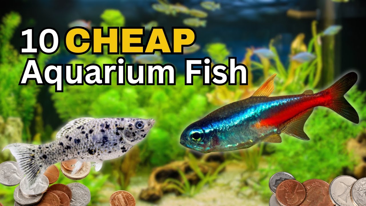 Top 10 BEST Cheap Aquarium Fish - YouTube