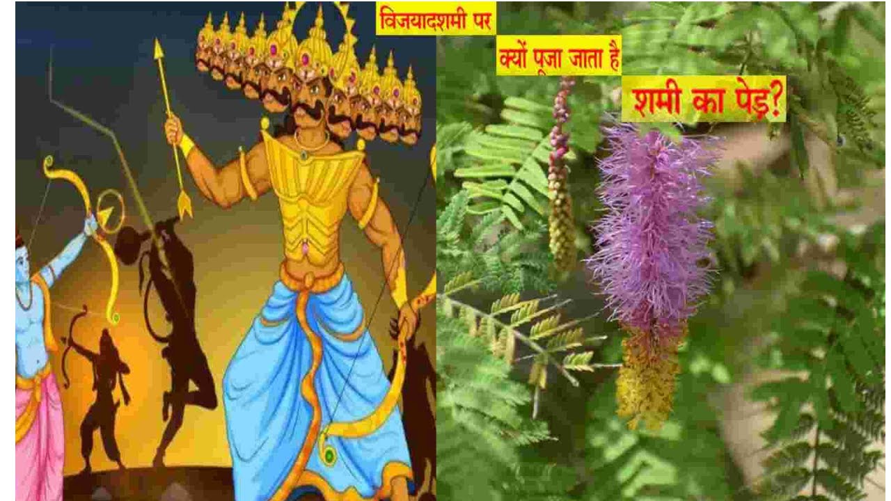 विजयदशमी के दिन शमी वृक्ष की पूजा कैसे करें/Vijay dashmi ke din Shami ...