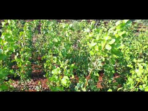 KILIS Fidancılık. Aşılı Antep Fıstık Fidanı