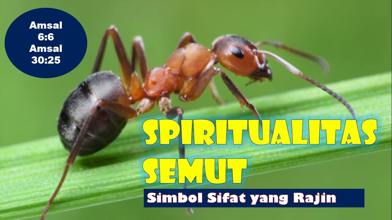 Spiritualitas Semut: Simbol Sifat yang Rajin - YouTube