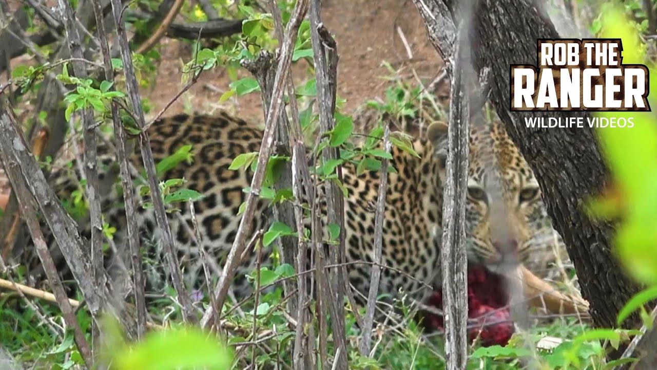 Leopard Feeding | Kruger National Park, South Africa - YouTube
