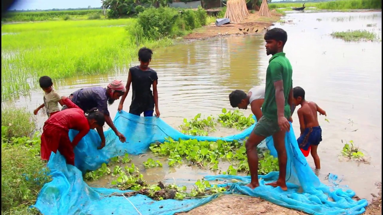 Village fishing || Asian traditional net fishing by village people ...