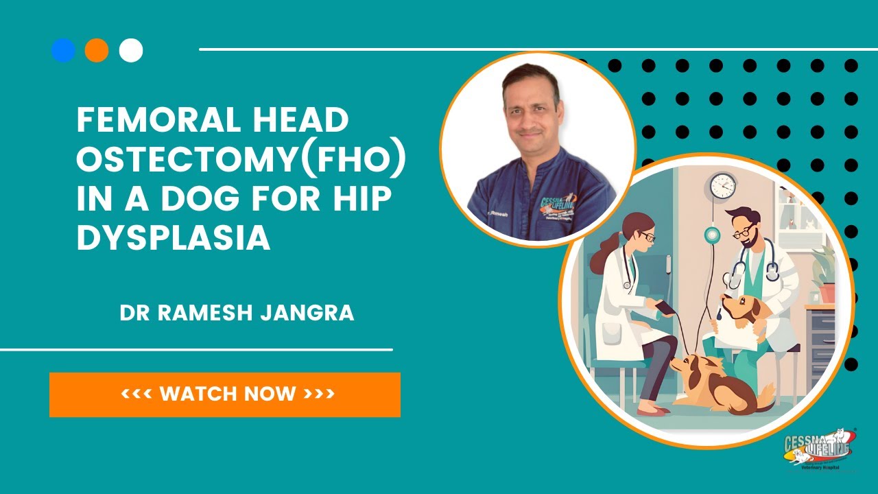 Femoral head ostectomy(FHO) In A Dog For Hip Dysplasia | Cessna ...