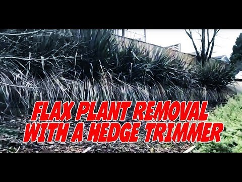 How to remove flax plants using a hedge trimmer to cut them down - YouTube