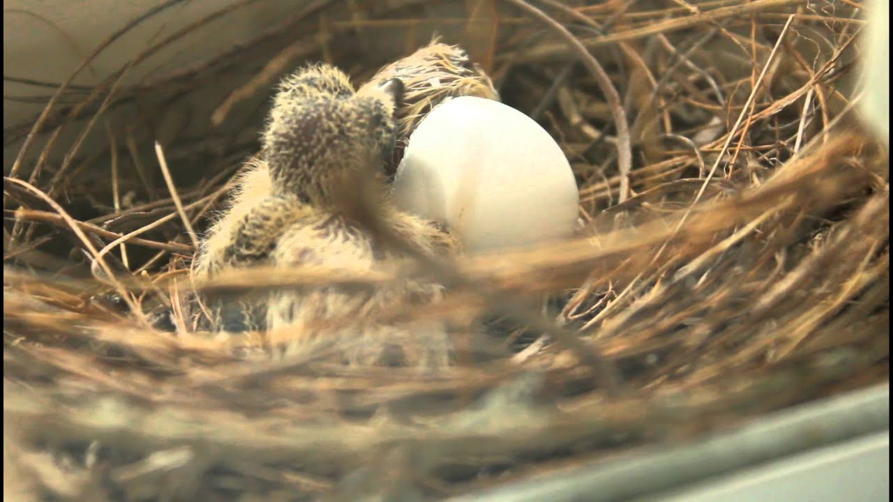 Baby Dove Birth - YouTube