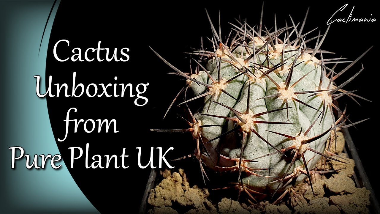 Cactus Unboxing from Pure Plant UK | Cacti & Succulent Collection - YouTube