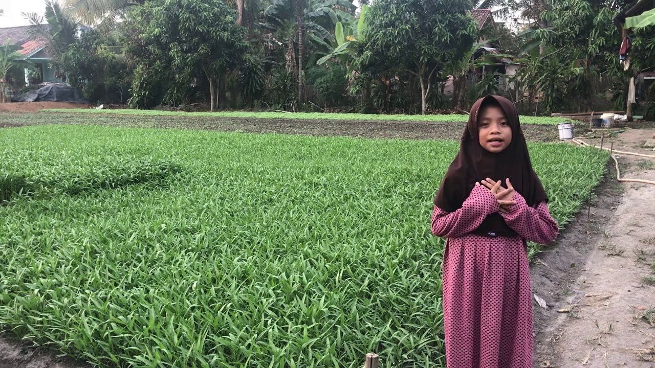 Mewawancarai petani sayur - YouTube