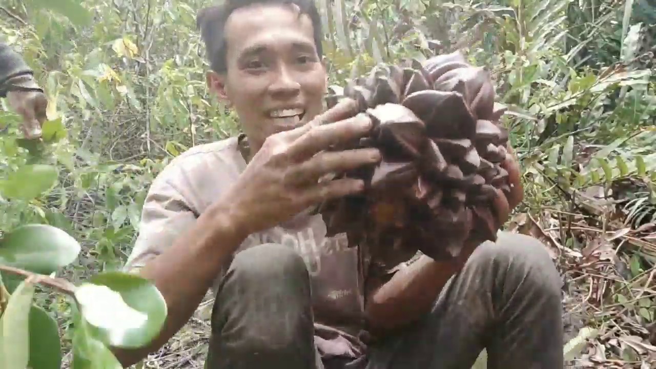 cara Mecari bongn Bongan siput timba - YouTube