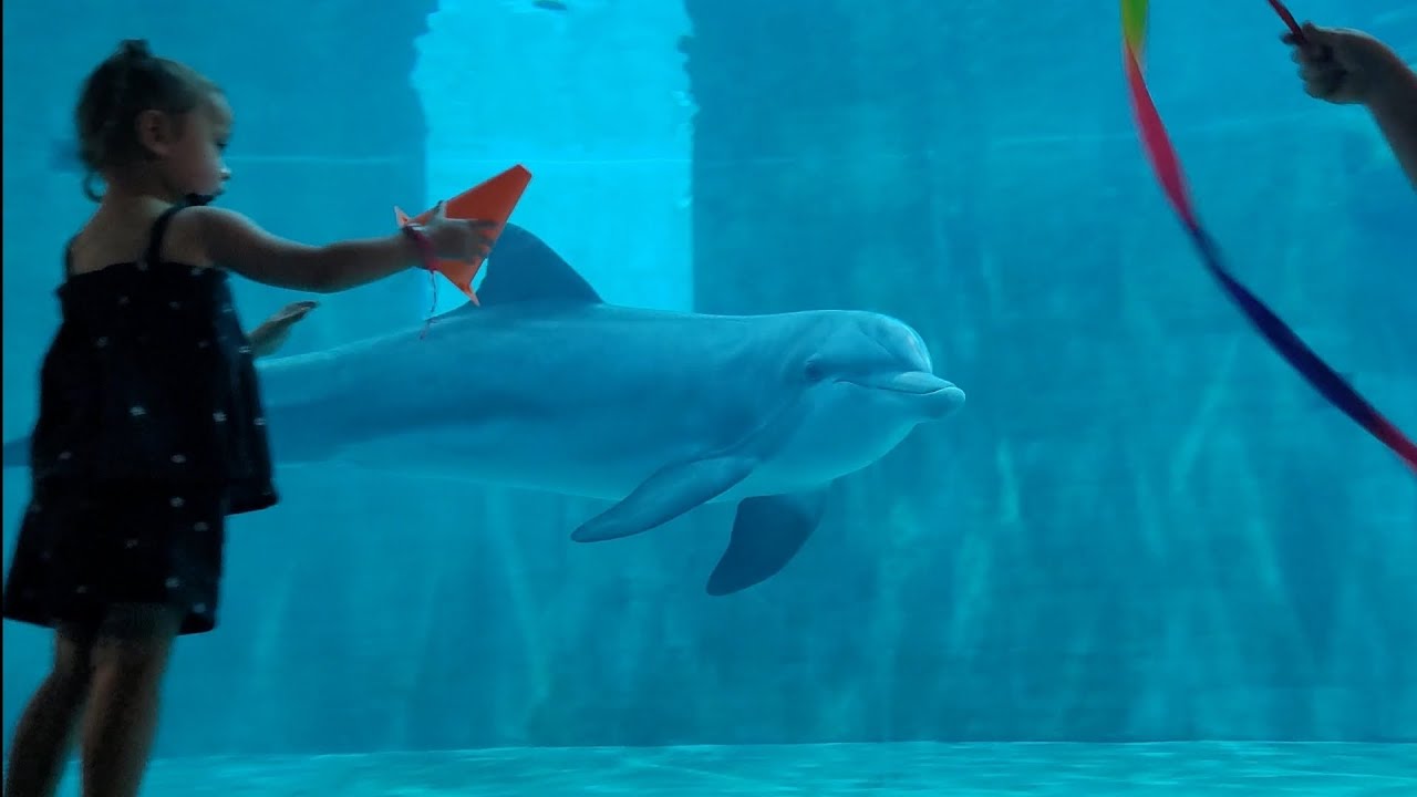 Hope and Izzy Resident Dolphin Talk - Clearwater Marine Aquarium - May ...