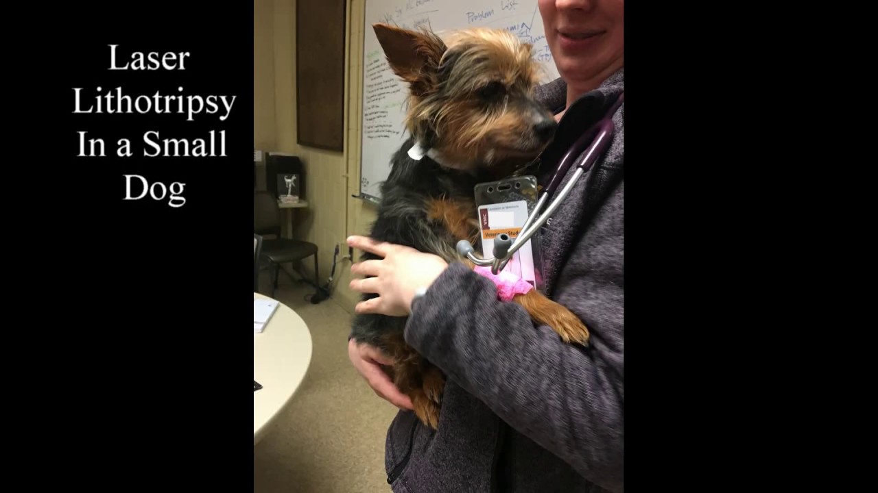 Lithotripsy in a small male dog - YouTube
