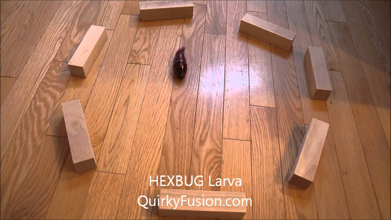 HEXBUG Larva - YouTube