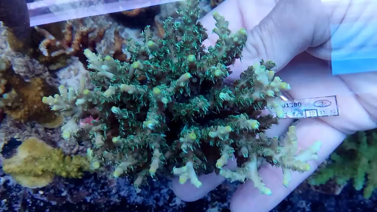 Acropora selago yellow-L coral gandalf - YouTube