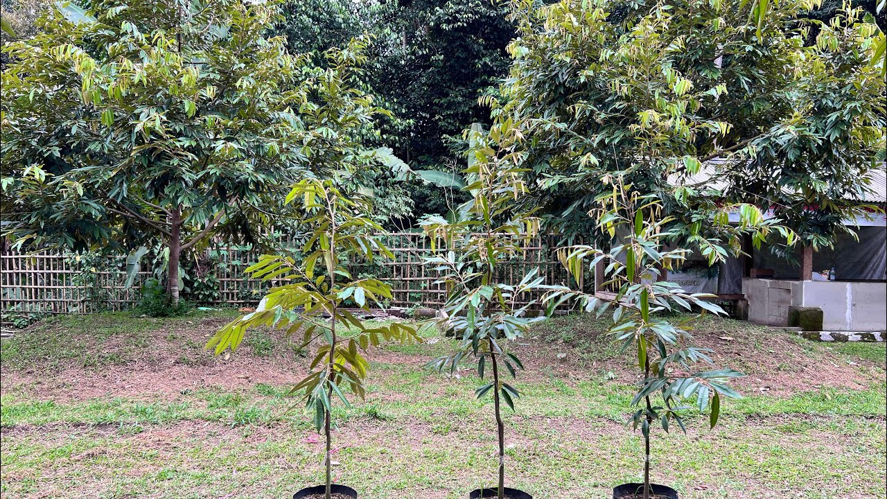 Pohon Durian Subur dan Sehat Berawal Dari Bibit yang Bagus dan Sehat ...