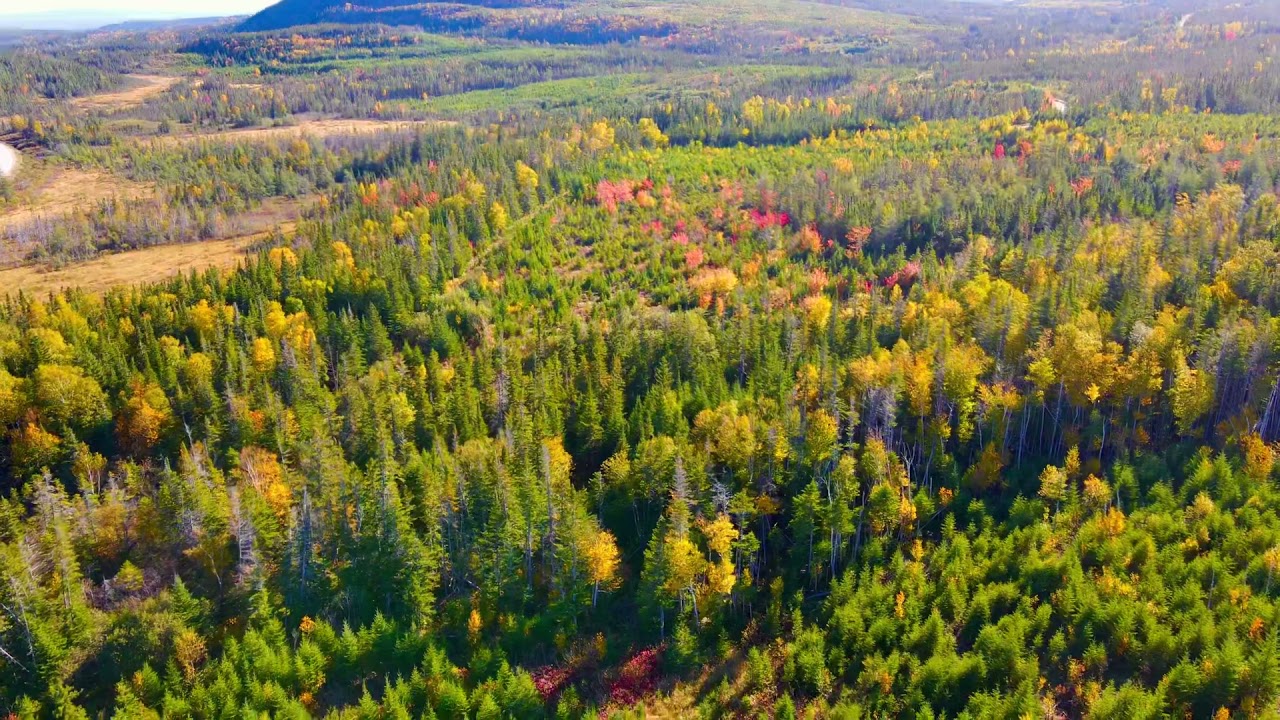 [raw video] Oct 5, 2021 | Newfoundland Fall Foliage [part 3 of 4] - YouTube