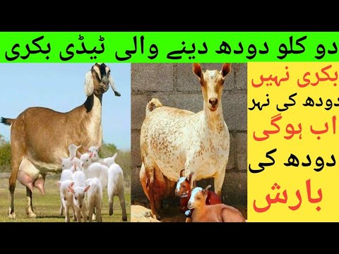 Teddy Goat Farming In Pakistan|Feasibility Report Of Tedi Bakra Farming ...