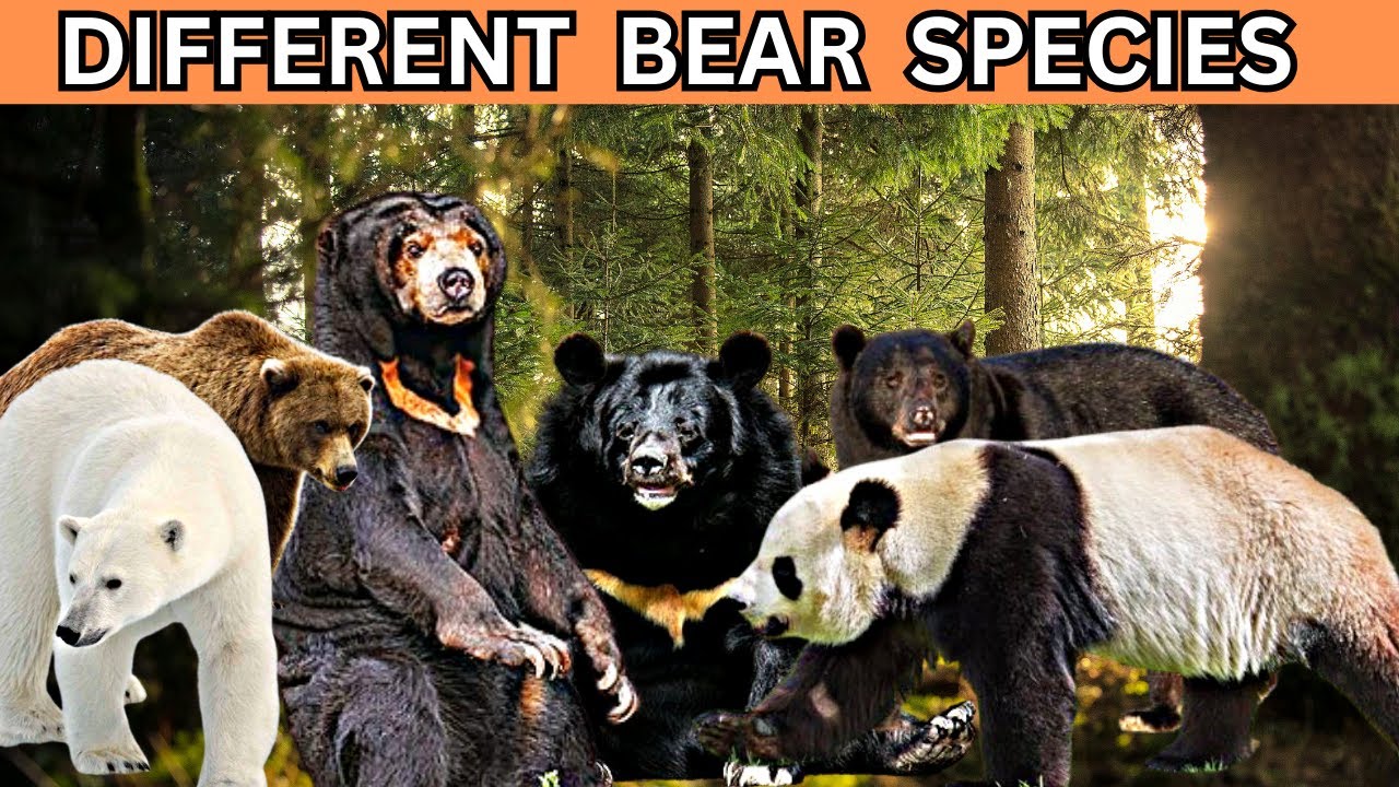 All 8 Species of Bear:Different Types of Bear - YouTube
