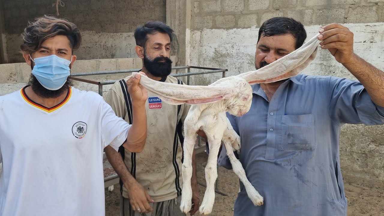 World Record Goat Gives 61Kg Kid | Complete Documentary - YouTube