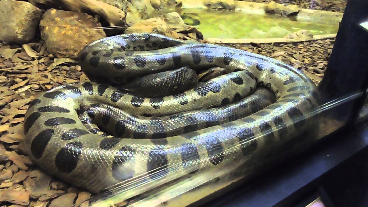 Openclinica Butantan